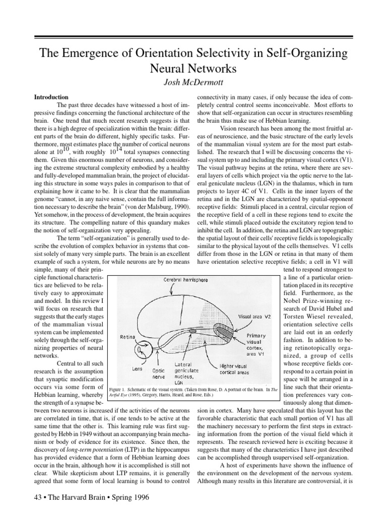 Josh - The Emergence of Orientation Selectivity in Self-Organizing N | PDF | Visual Cortex ...