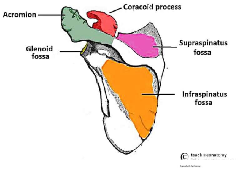 Anatomy of Scapula | PDF