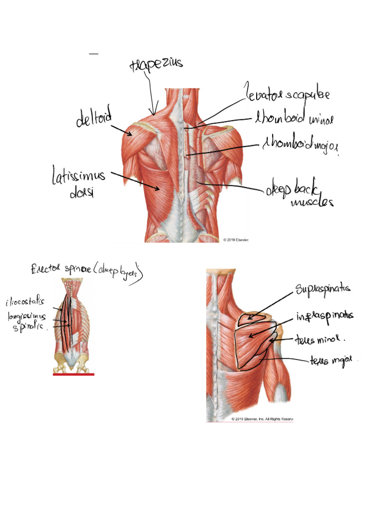 Study Note Upper Limb 1 Part | PDF | Soft Tissue | Human Anatomy