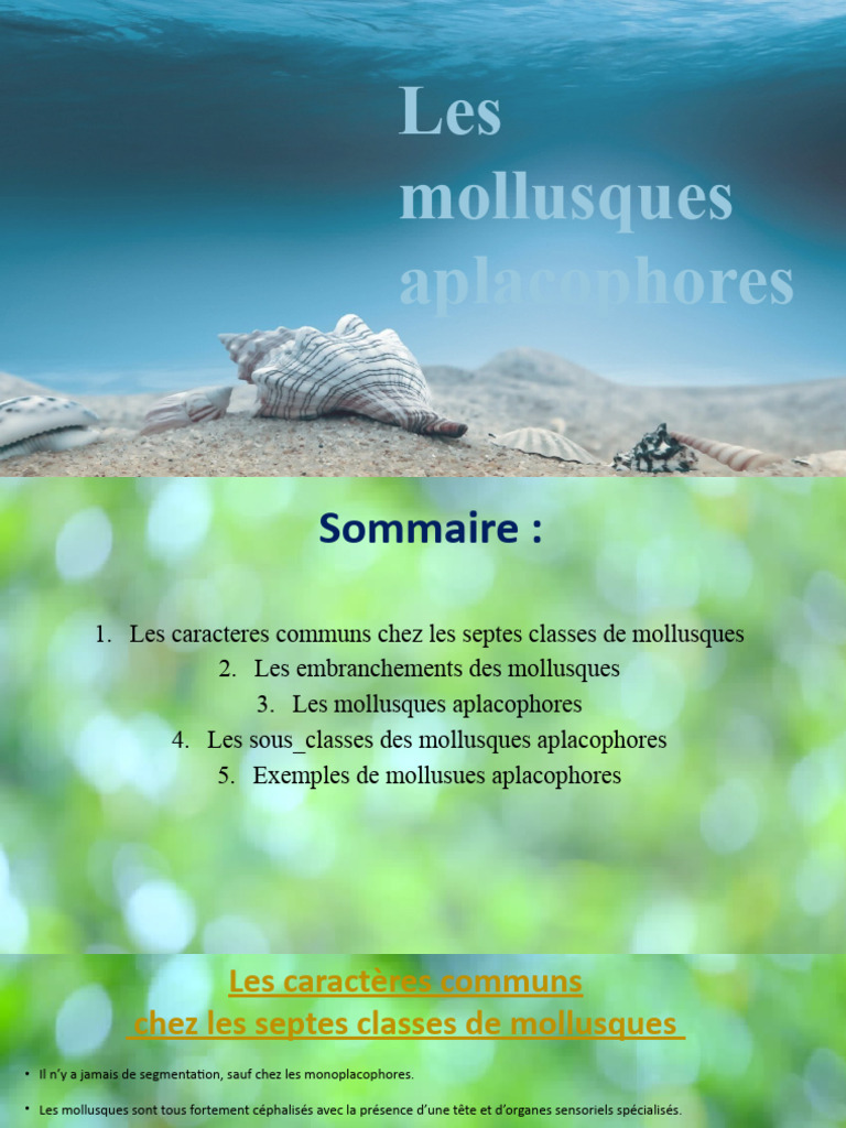 Mollusques | PDF | Mollusque | Mollusques