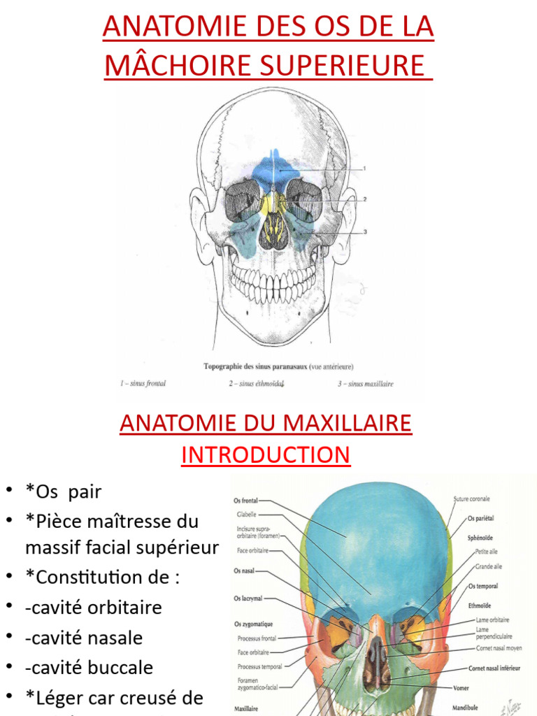 anatomie des os de la mâchoire supérieure | Télécharger gratuitement ...