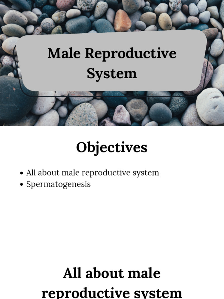 Male Reproductive System | PDF | Testicle | Prostate