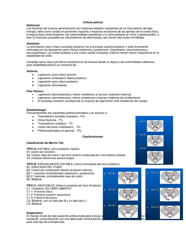 Pelvis Pdf Pelvis Sistema Esquelético