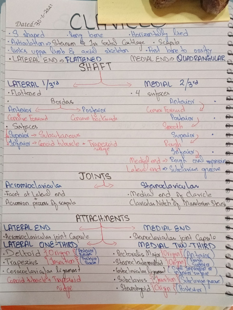 Upper Limb Anatomy | PDF