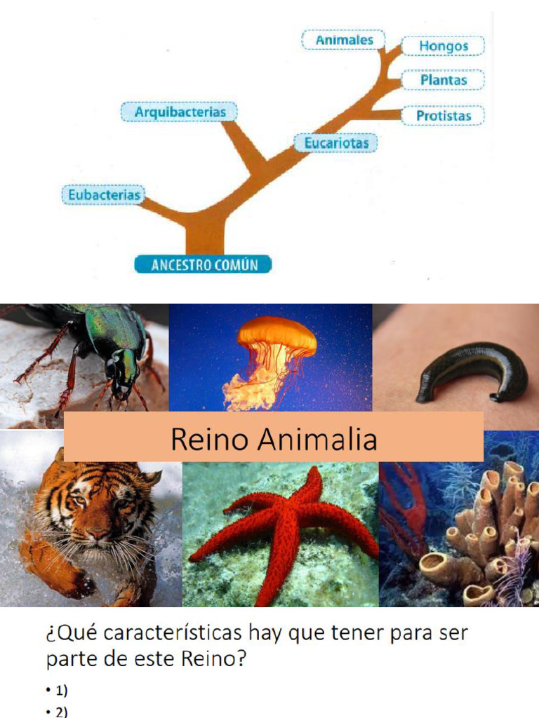 Reino Animal | PDF | Moluscos | Insectos