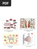 Chemical Composition and Structure of Meat | PDF | Connective Tissue ...
