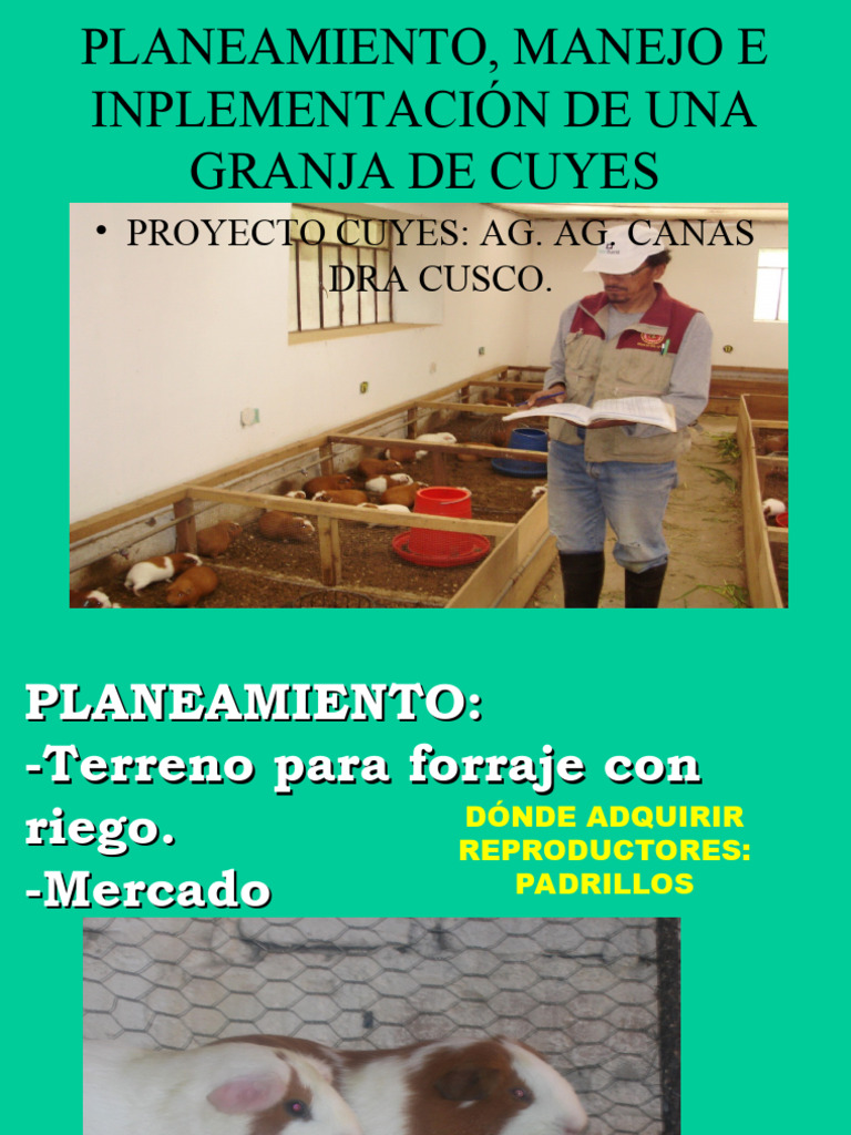 Granja de Cuyes: Planeamiento y Manejo | PDF | Conejillo de indias