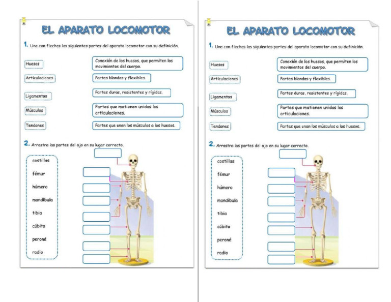 Sistema Locomotor | PDF