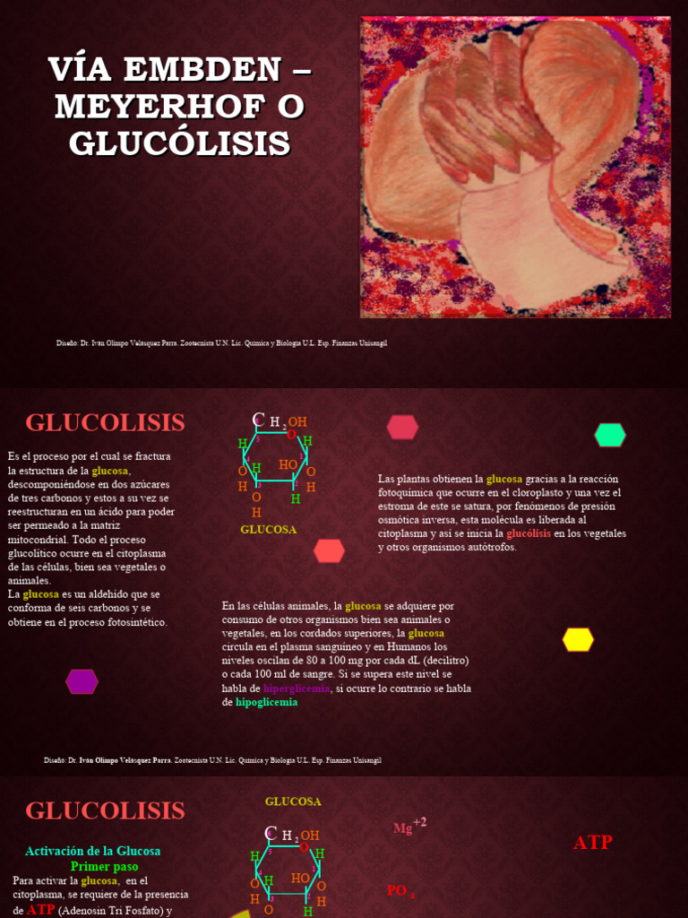 Glucólisis: Proceso y Etapas | PDF | Trifosfato de adenosina ...