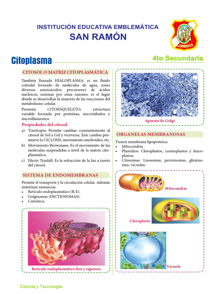 Citoplasma_4to | PDF | Citoplasma | Biología Celular)