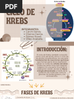 Esquema Ciclo de Krebs | PDF