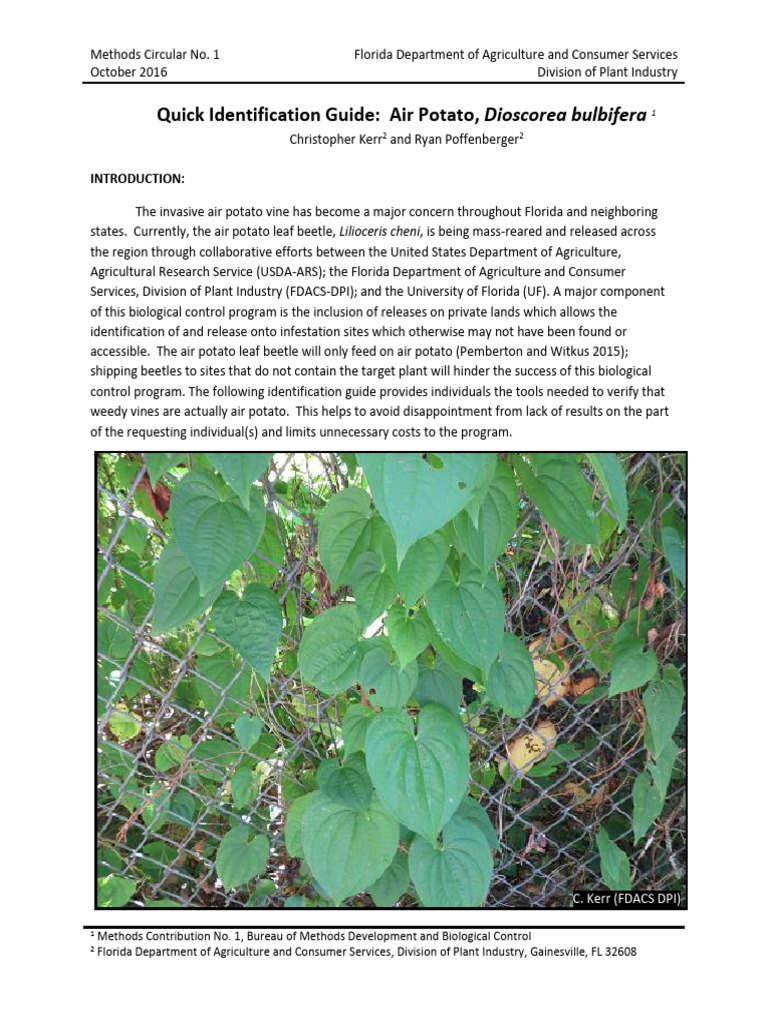Air Potato Quick Identification Guide | PDF | Leaf | Plants