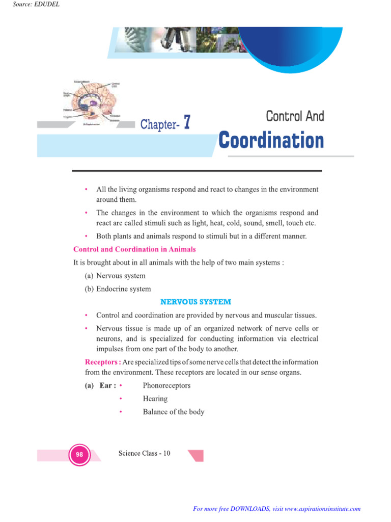10 Sci Control and Coordination Notes | PDF | Nerve | Nervous System