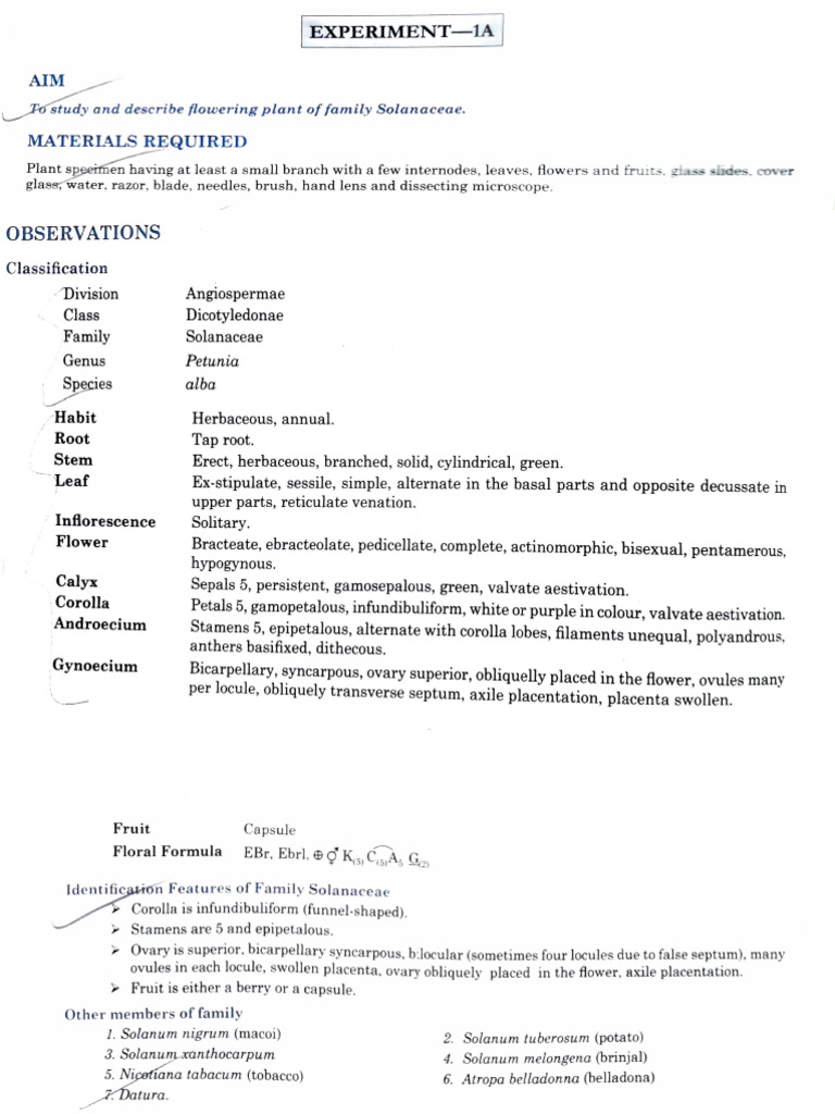 Biology Experiment (Solanaceae, Ts of Stems) | PDF | Plant Stem | Tissue (Biology)