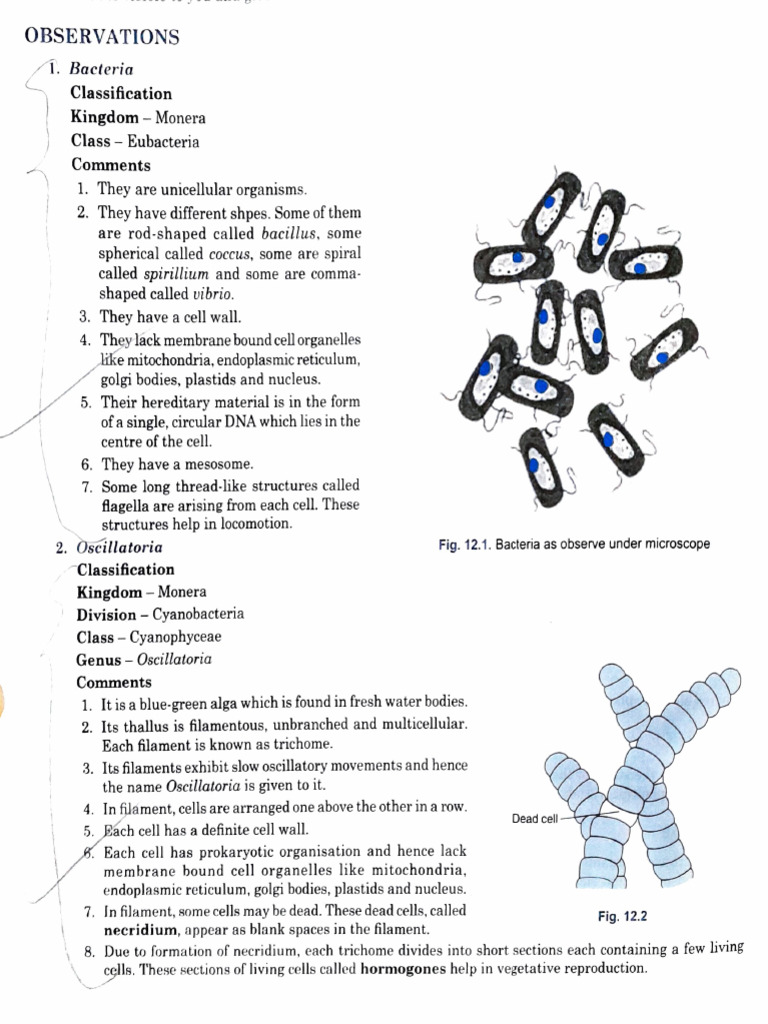 Bio Experiment (Study of Plant Specimens) | PDF | Cell (Biology) | Leaf