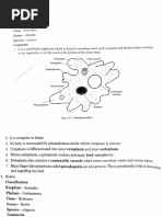 Overview of Priapulida (Penis Worms) | PDF