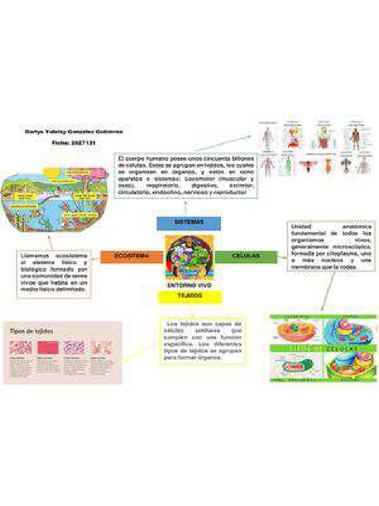 Mapa Conceptual Yeison Perez | PDF