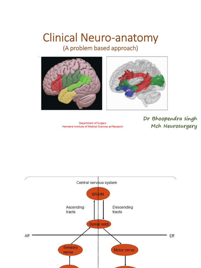Clinical Neuroanatomy by Dr. Bhoopendra | PDF | Science & Mathematics