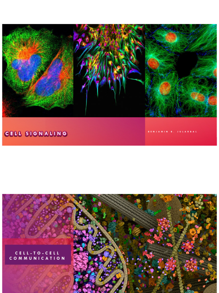 Cell Signaling | PDF | Cell Signaling | Kinase