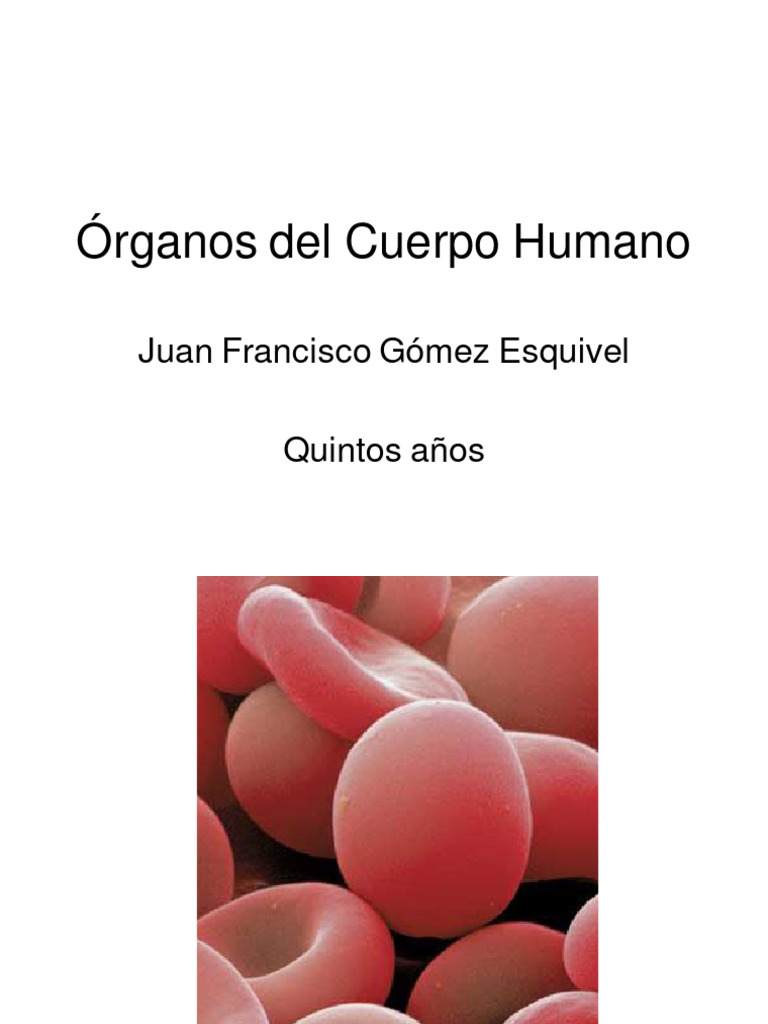 Rganos Del Cuerpo Humano Quintos 1 | PDF | Hueso | Sistema respiratorio