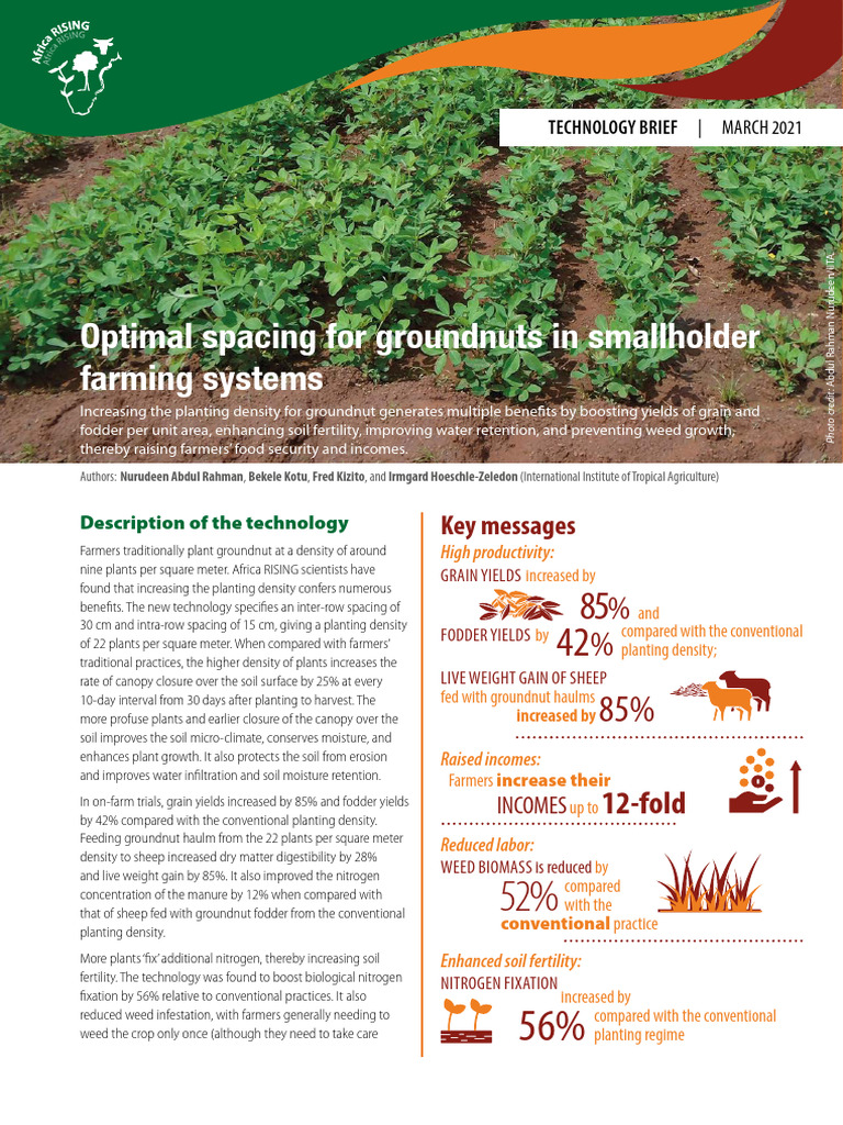 Groundnut-Spacing Pr4Final WEB | PDF | Peanuts | Agriculture