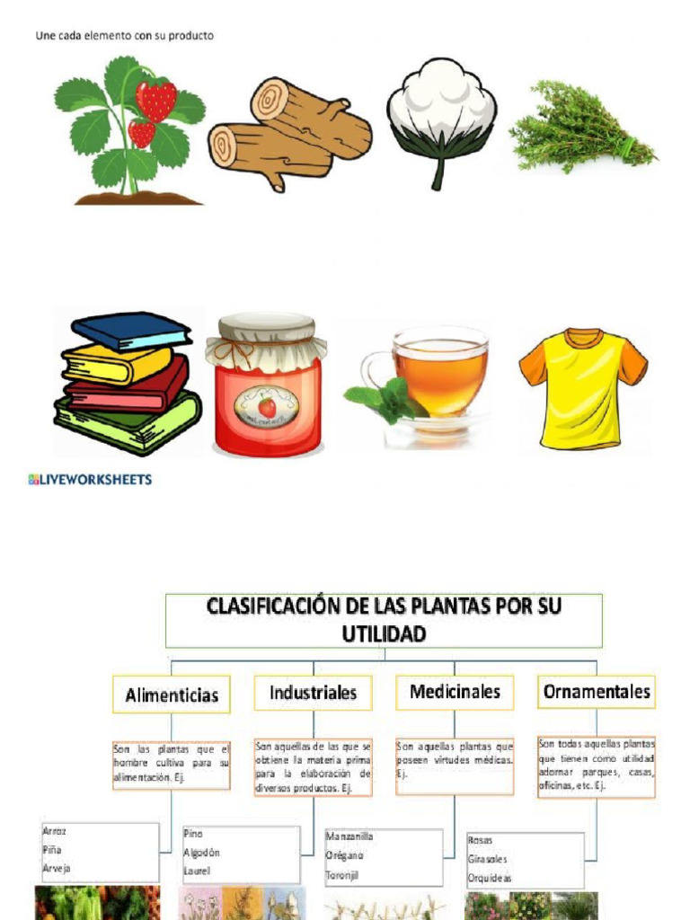 Uso de Las Plantas | PDF