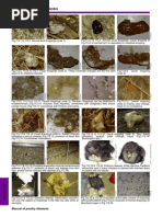 Purina Fecal Scoring Chart for Pets | PDF | Feces | Human Feces