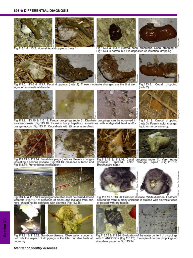 Avian Droppings: Diagnosis Guide | PDF | Diarrhea | Feces