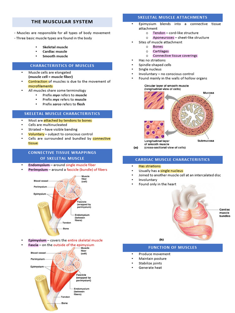 Muscular System | PDF | Muscle Contraction | Muscle