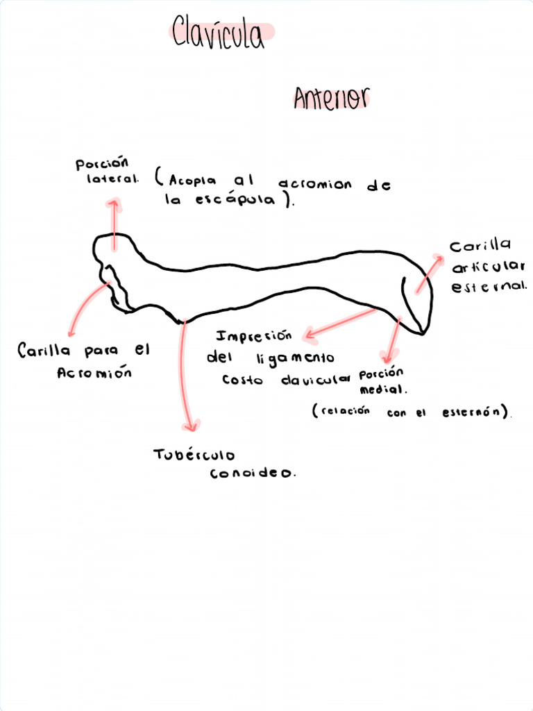 Tubérculo Conoideo en Anatomía Escapular | PDF | Sistema esquelético ...