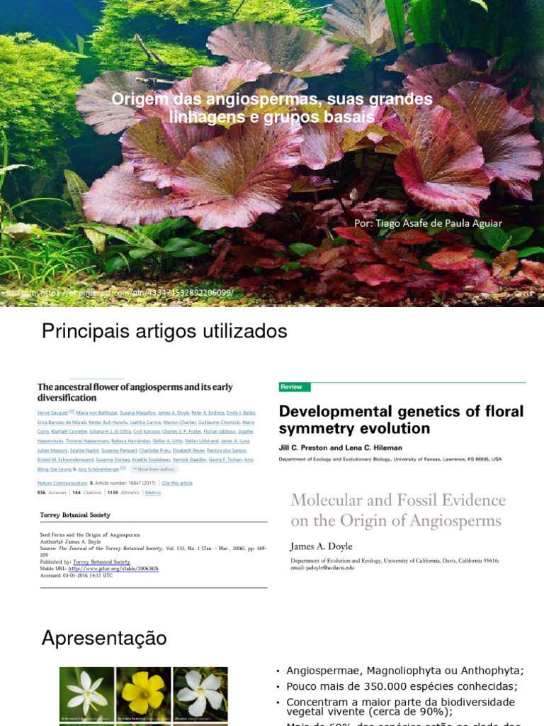 Origem Das Angiospermas, Suas Grandes Linhagens e Grupos Basais | PDF | Semente | Flores