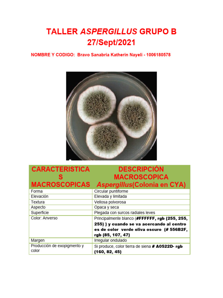 Taller Aspergillus | PDF | Color | Hongo