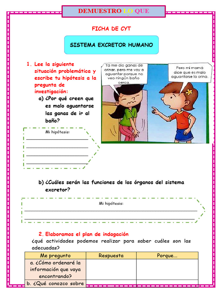 Ficha Cyt Sistema Excretor | PDF | Sistema urinario | Riñón