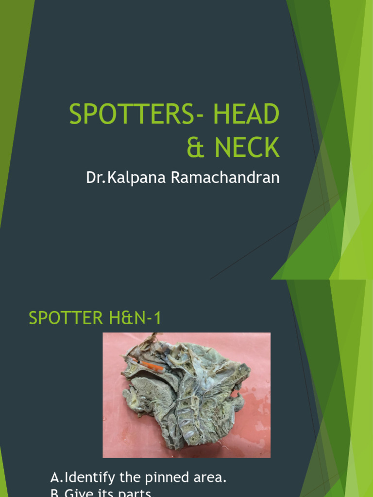 Head & Neck Main Spotters DR - Kalpana-3 | PDF | Anatomy | Human Anatomy
