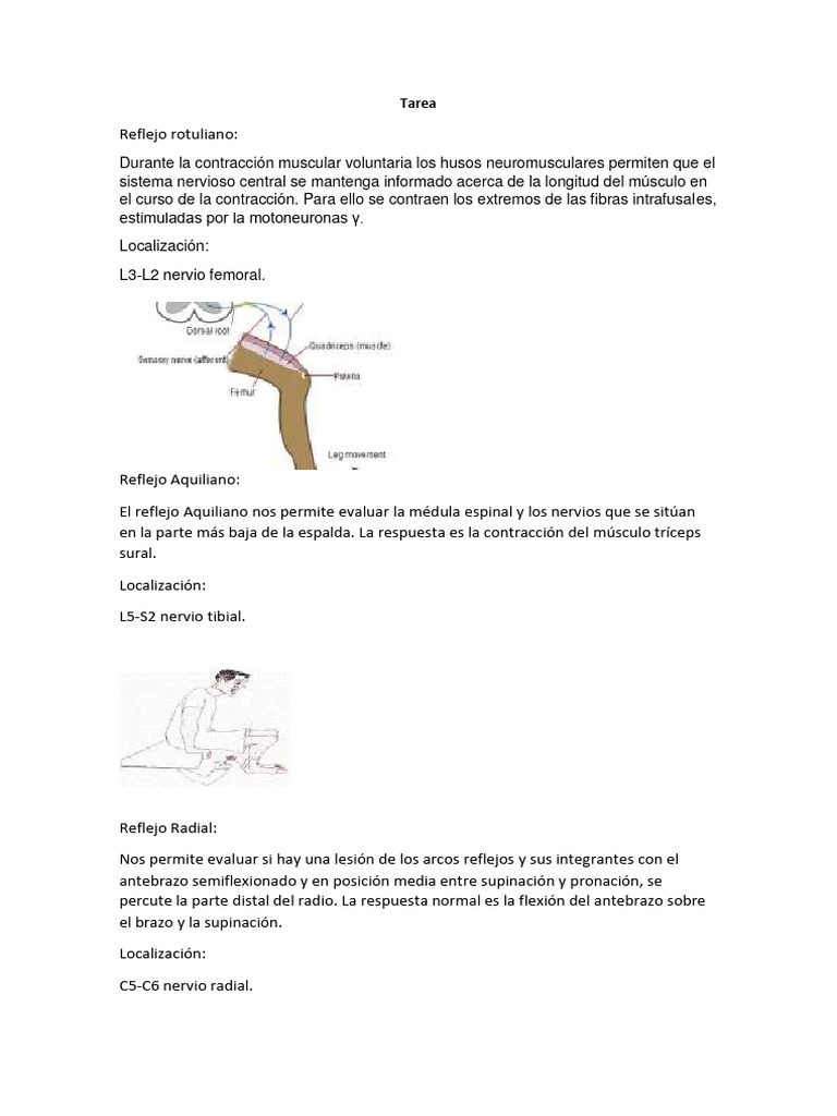 Reflejos 2 | PDF | Nervio | Músculo