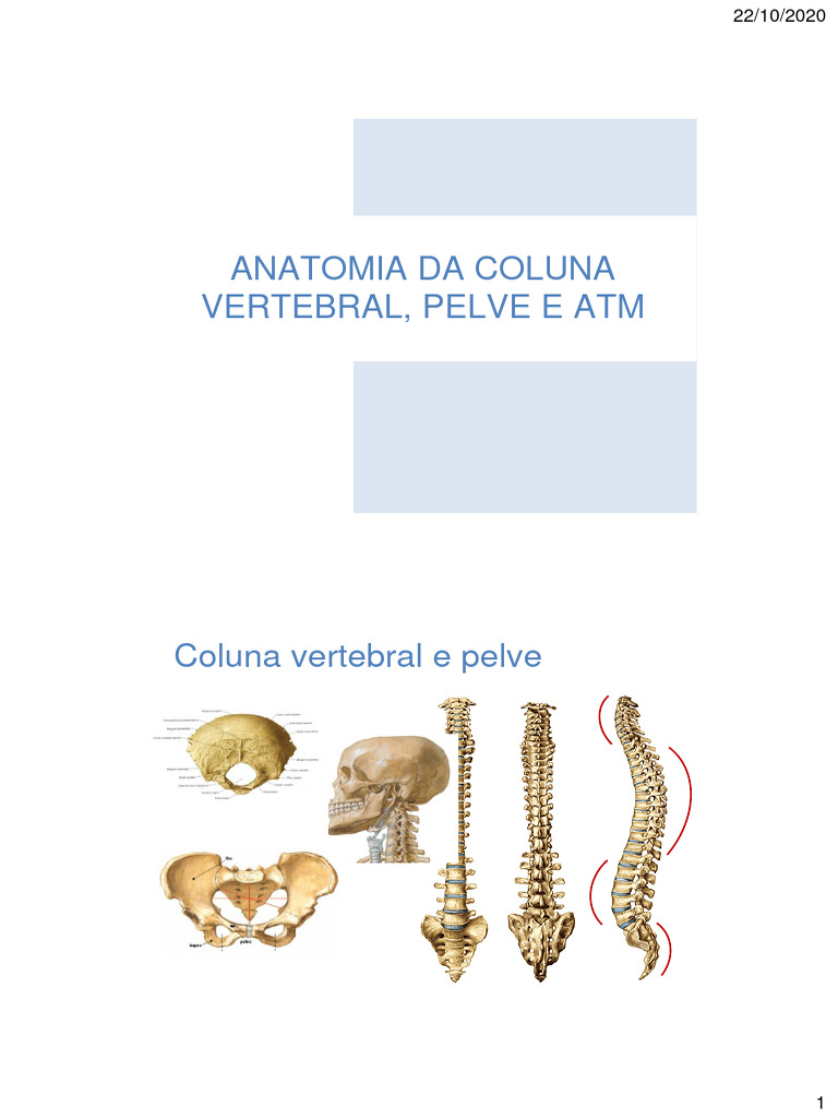 Anatomia Da Coluna Vertebral, Pelve e Atm | PDF | Pélvis | Coluna vertebral