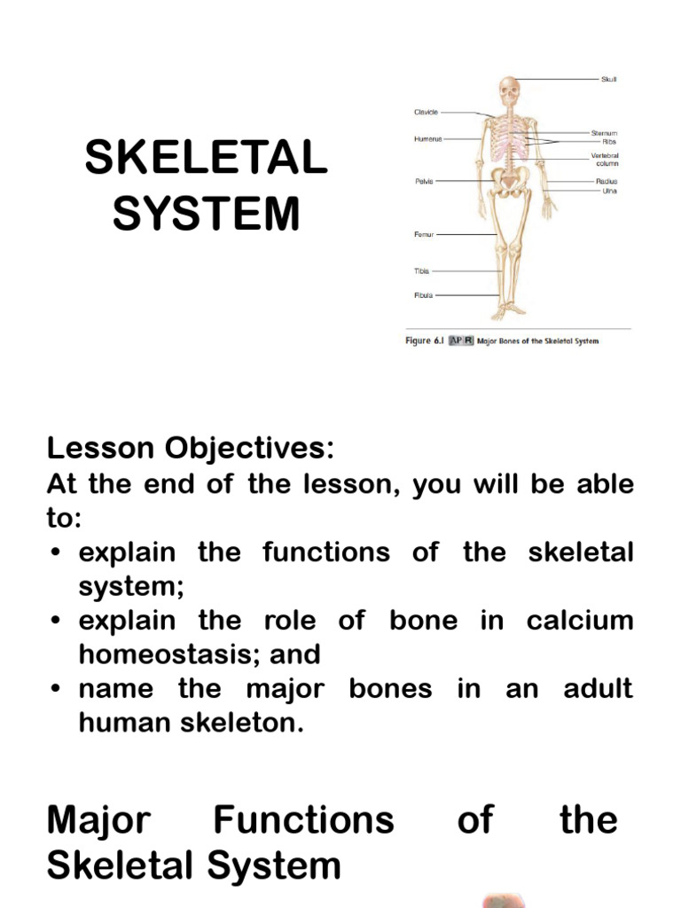 Skeletal and Muscular System | PDF