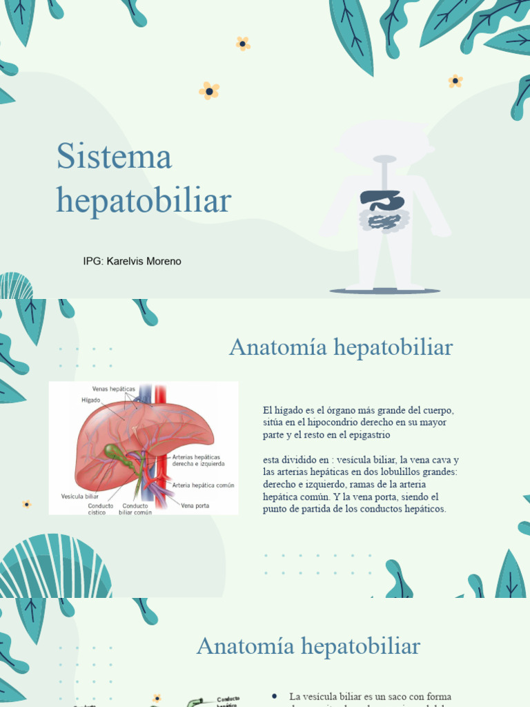 Anatomía y patologías del sistema hepatobiliar | PDF | Hígado | Bilis