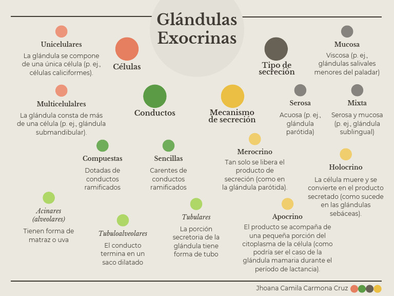 Glándulas Exocrinas | PDF | Órgano (anatomía) | Glándulas