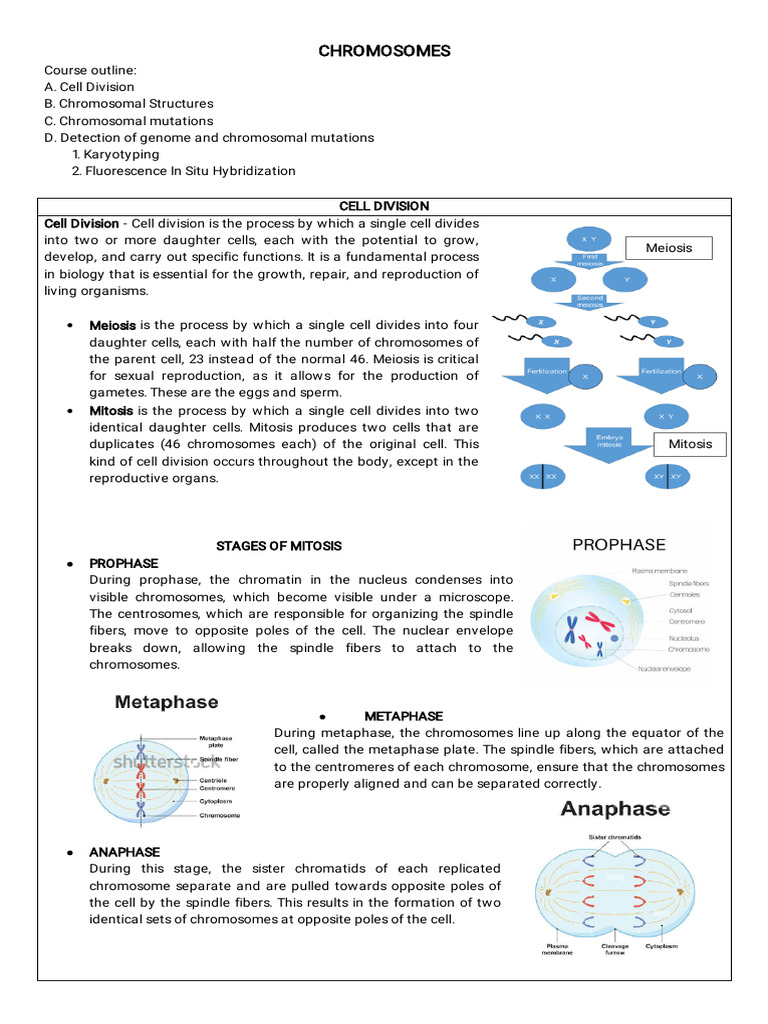 Grp4 CHROMOSOMES | PDF | Biotechnology | Cell Nucleus