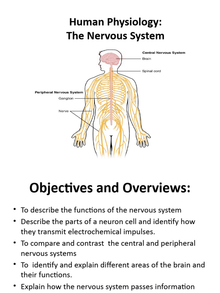 Overview of the Nervous System Functions | PDF | Nervous System | Neuron