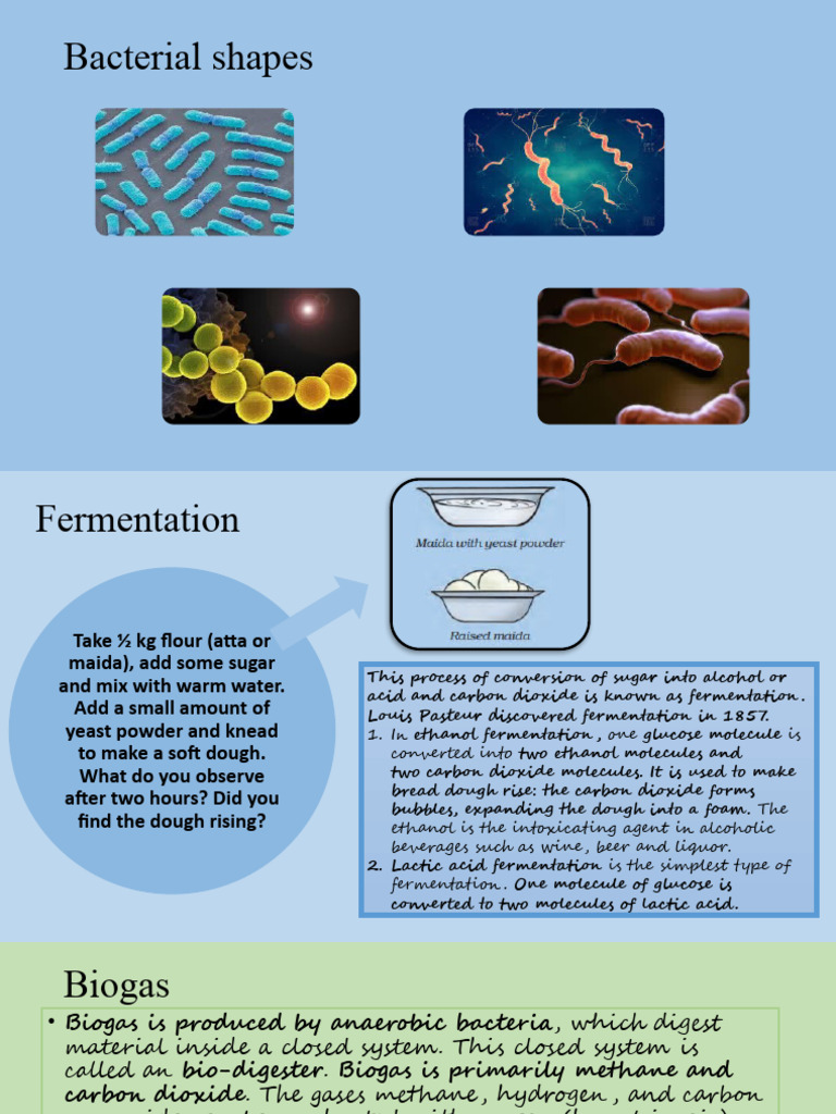 fermentation | PDF
