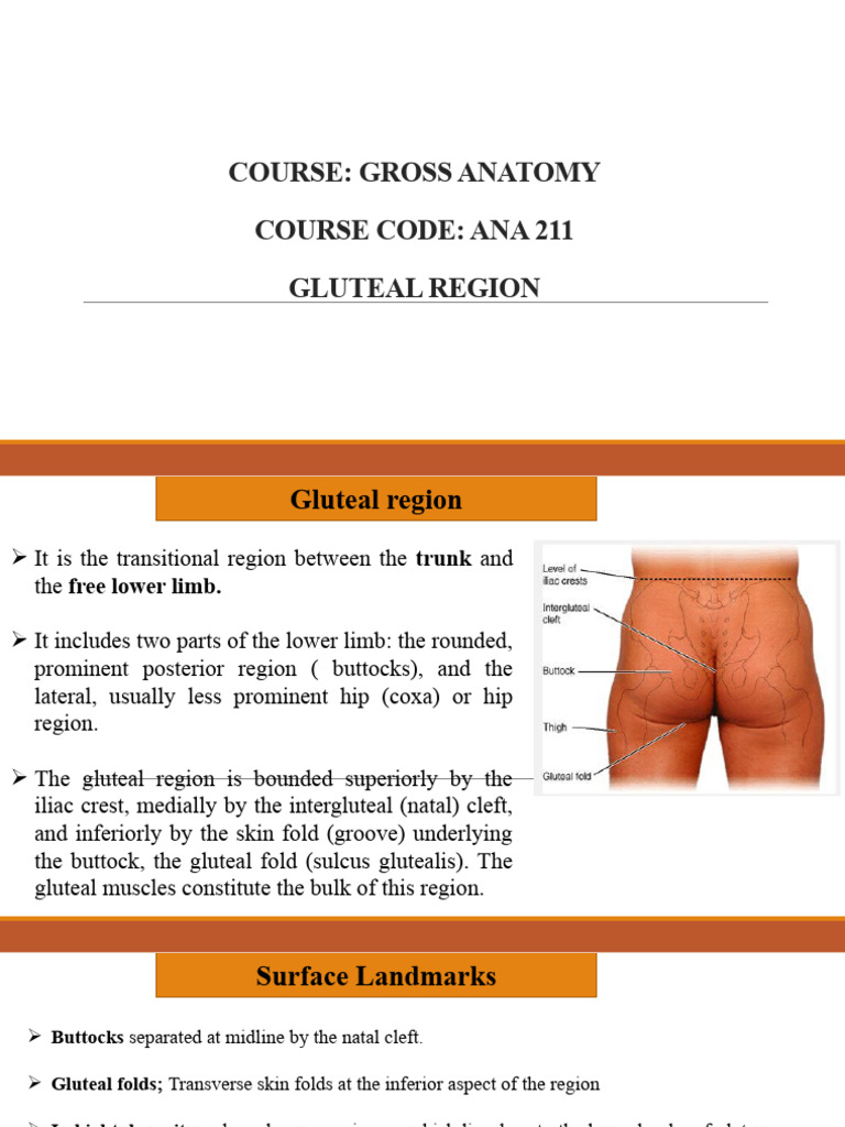 ANA 211 Gluteal Region | PDF | Pelvis | Hip