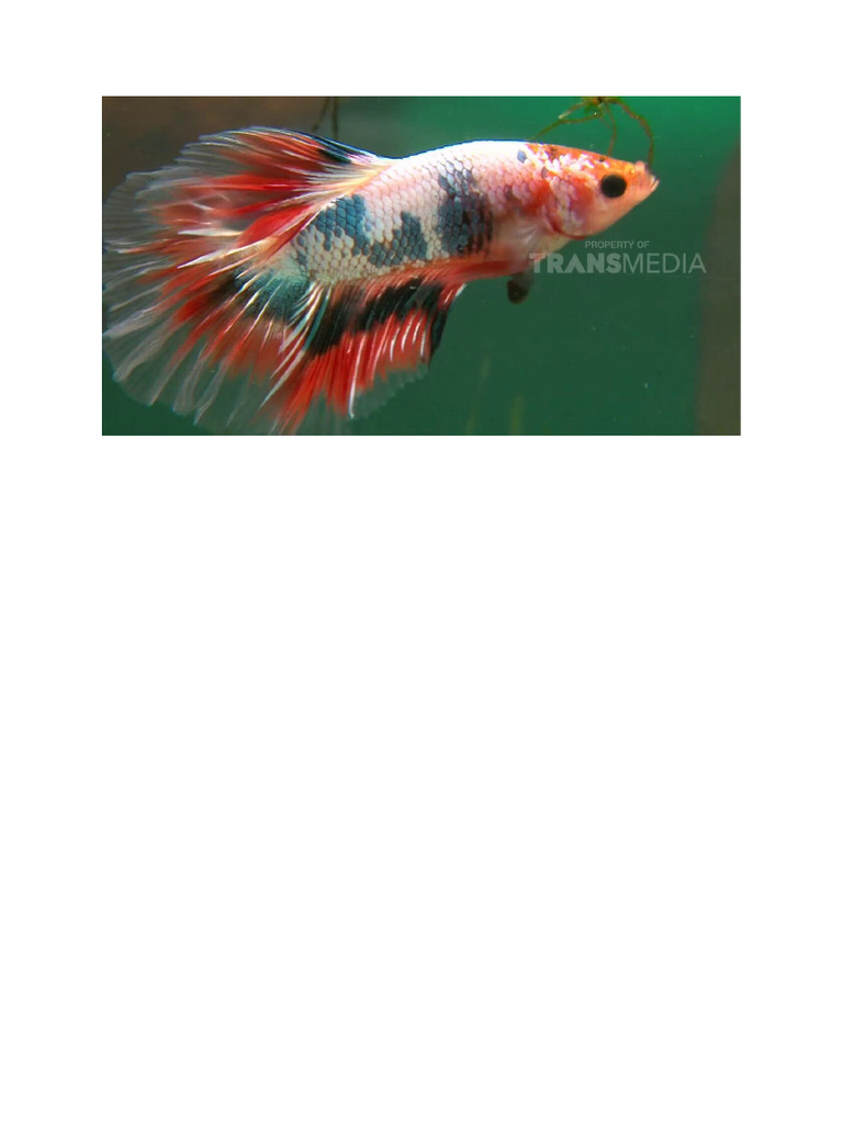 Ikan Hias | PDF