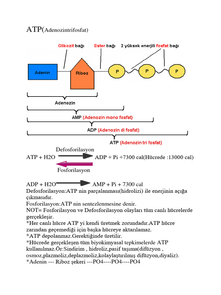 ATP | PDF