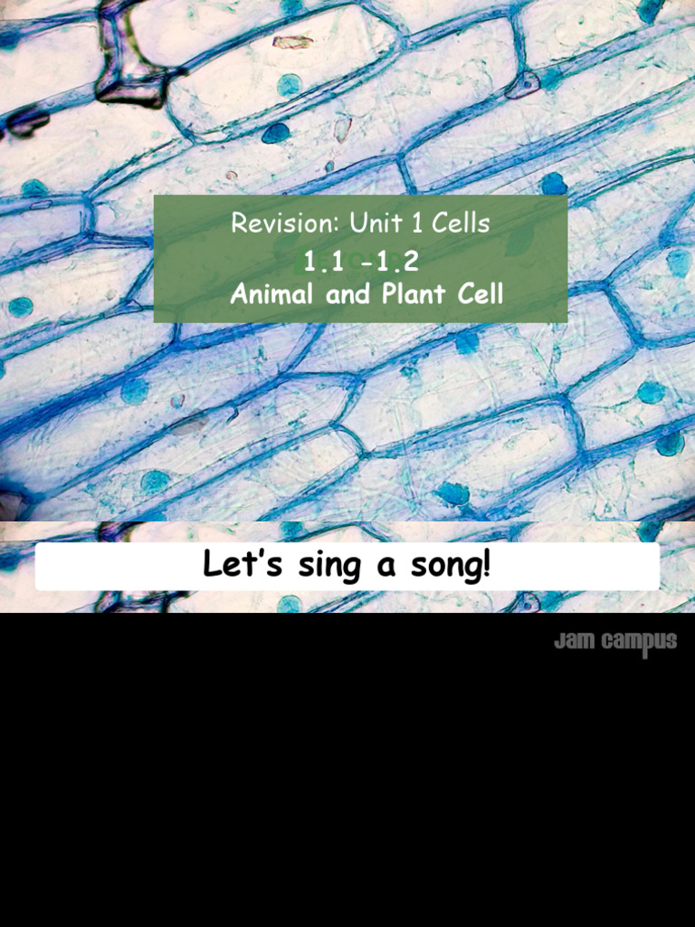 Year 7 Plant Cell Revision Guide | PDF | Cell (Biology) | Chloroplast
