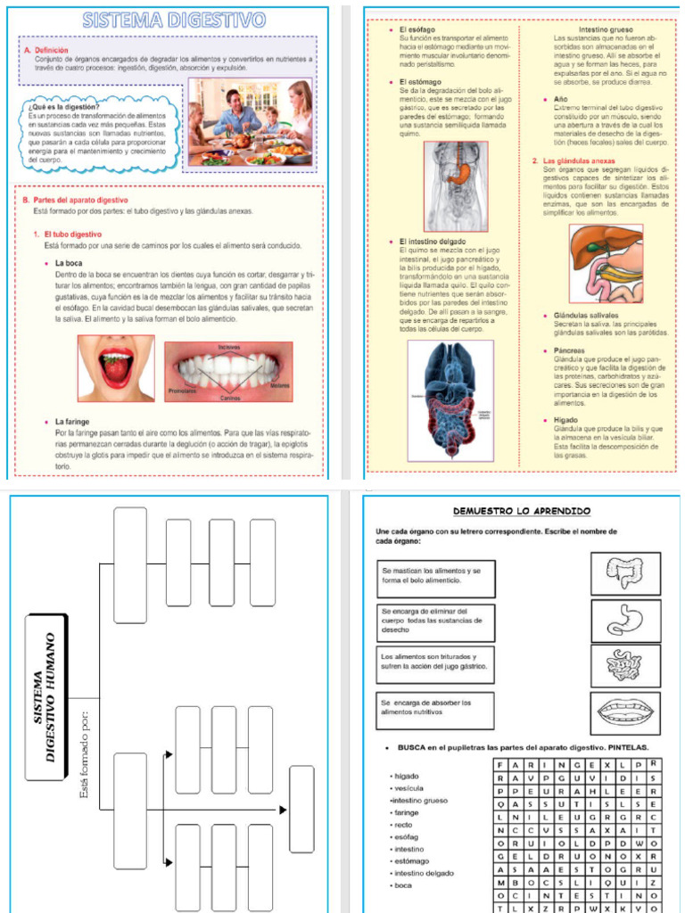 sistemo digestivo documento 14 | PDF