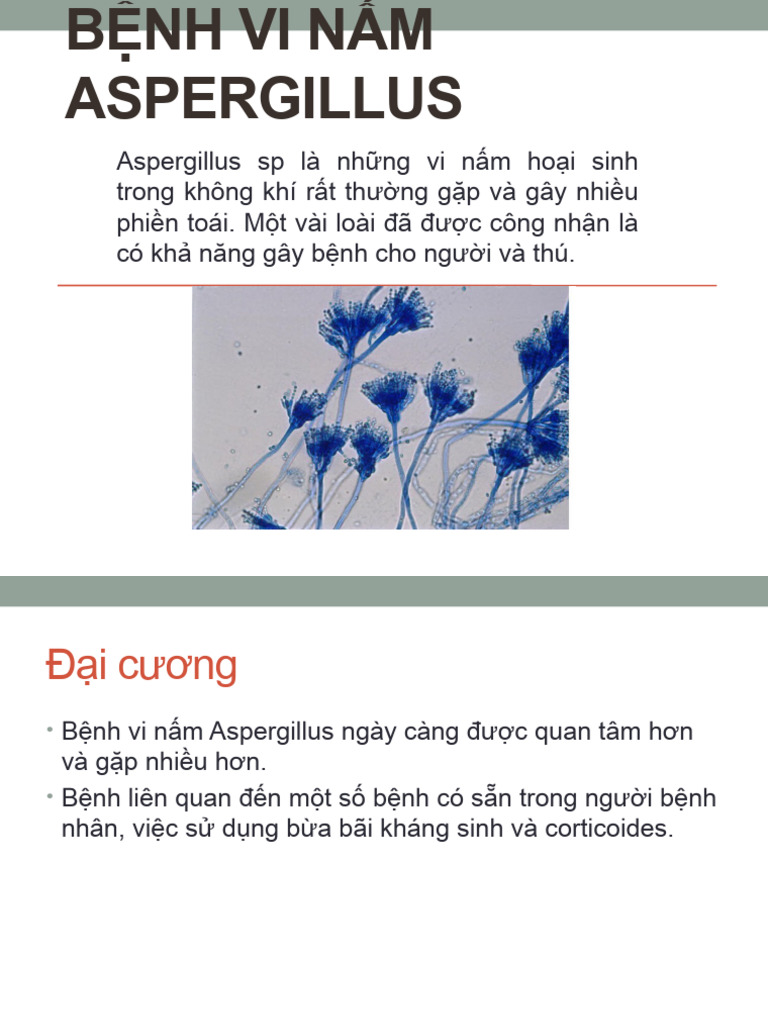 Bệnh vi nấm Aspergillus | PDF
