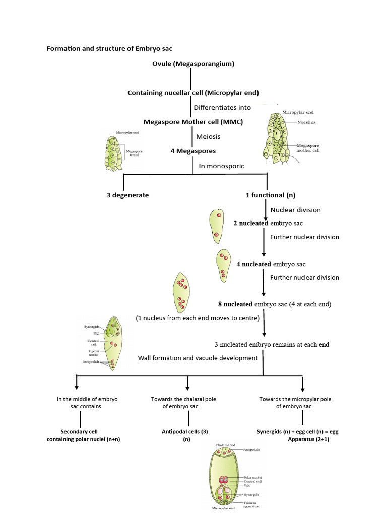 Embryo Sac Formation and Structure | PDF | Science & Mathematics