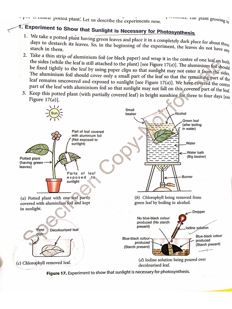 Experiments Related To Photosynthesis | PDF
